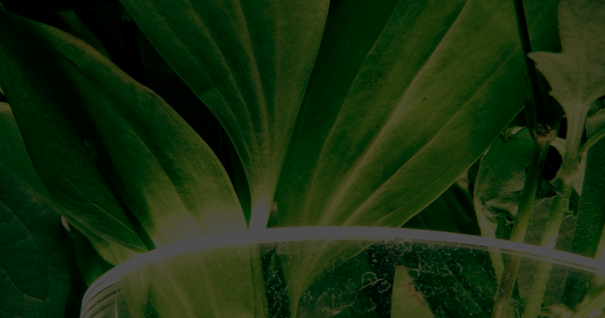 Premium - Interferie.pl