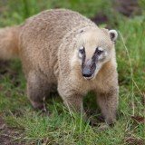 Ssaki | ZOO Charlotta